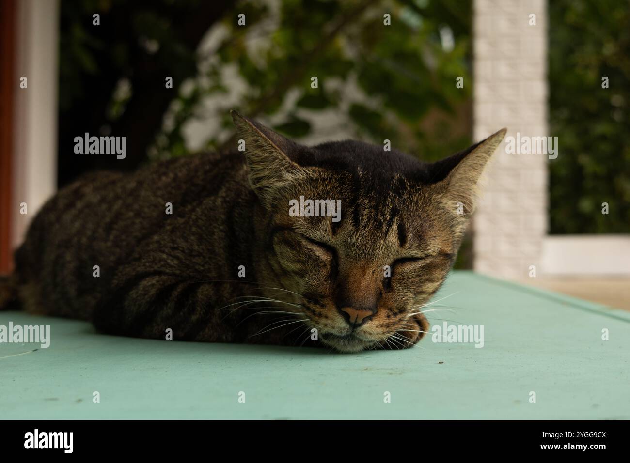 A close-up of a tabby cat with striking green eyes and striped fur. The cat appears relaxed but ...