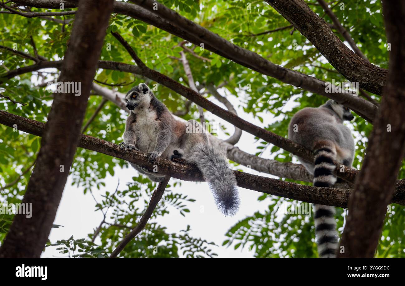 Thailand. 06th Nov, 2024. Ring-tailed lemurs are seen in the animal ...