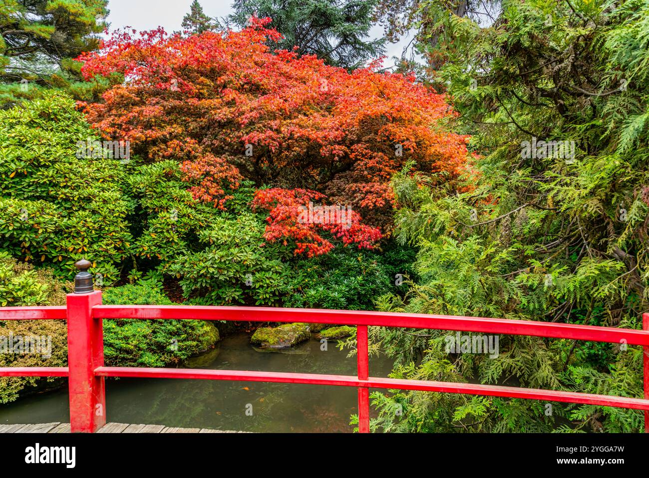 Colorful autumna leaves at Kubtoa Gardens in Seattle, Washington Stock ...