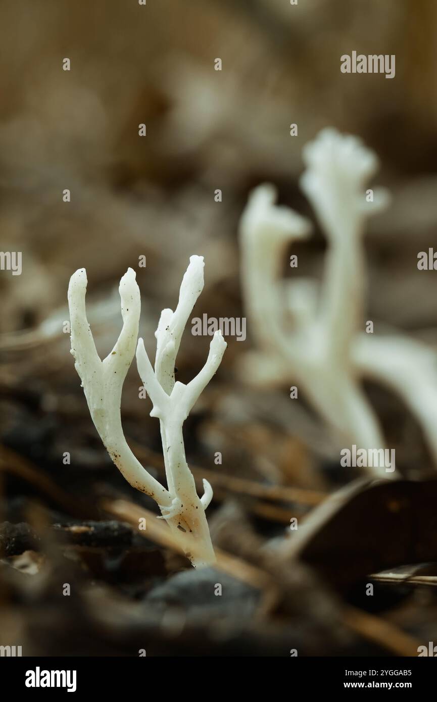 Wrinkled Club Coral Fungus, Clavulina rugosa, Growing In Leaf Litter ...