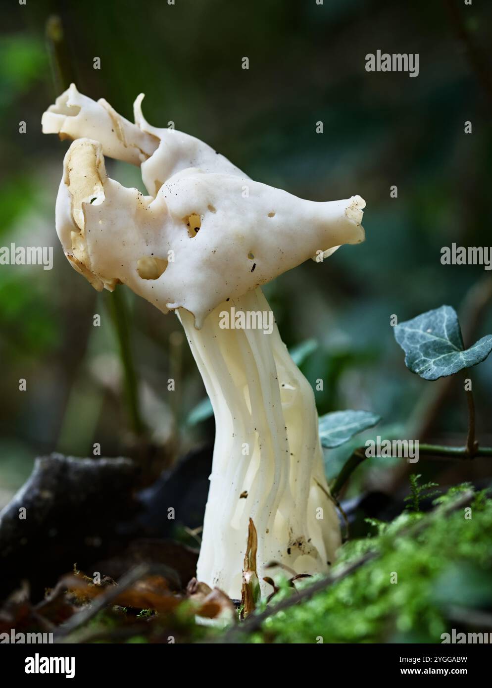 Fluted White Elfin Saddle Fungus, Helvella crispa, Growing On A ...