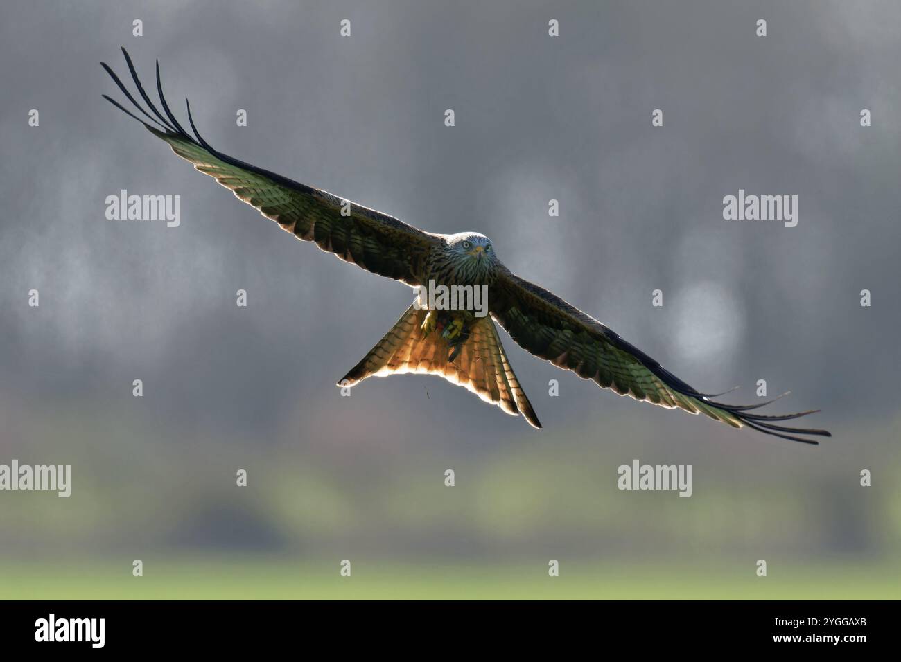 Red Kite-Milvus milvus in flight with caught prey in it's talons Stock ...