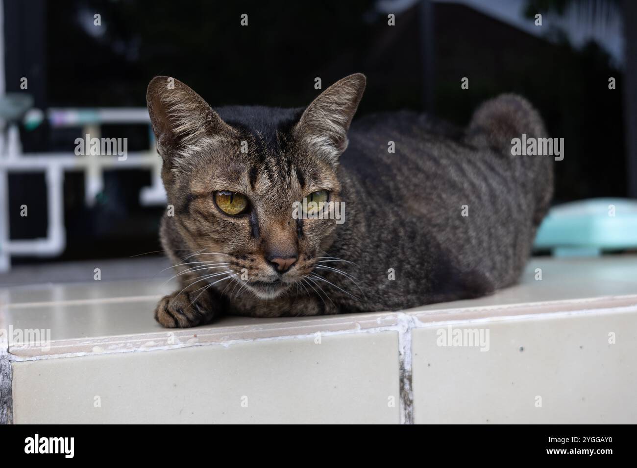A close-up of a tabby cat with striking yellow-green eyes, resting on a tiled surface. Its dark ...