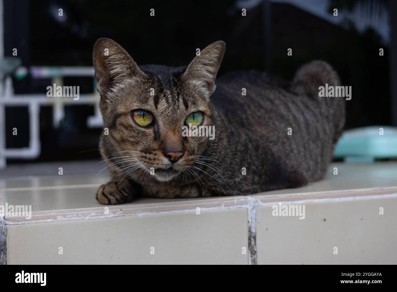 Striking tabby patterns hi-res stock photography and images - Alamy