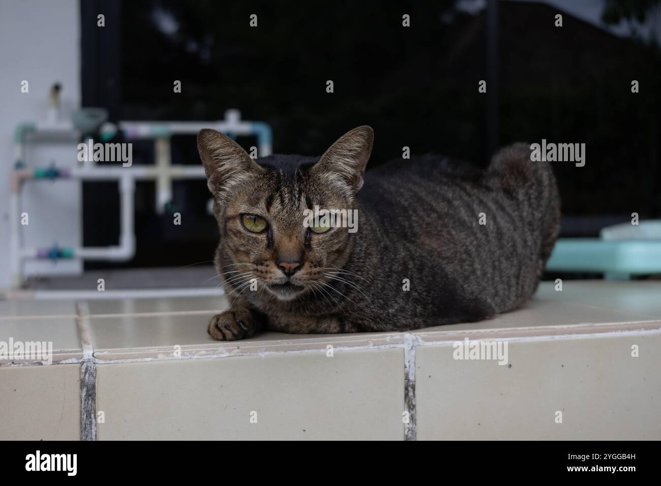Tabby cat coat colors hi-res stock photography and images - Alamy