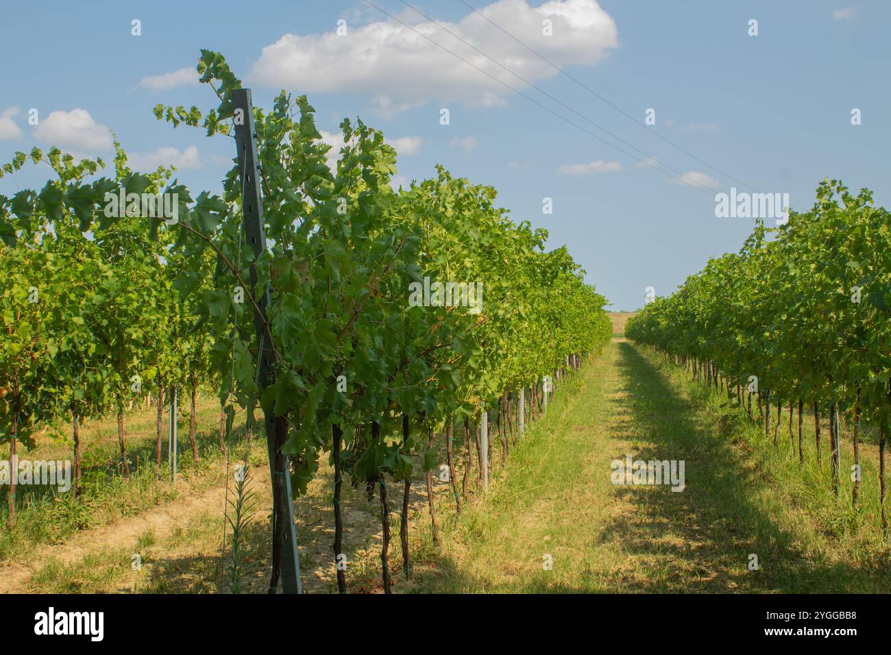 Grape trees and vines and bushes with green grape leaves and branches ...