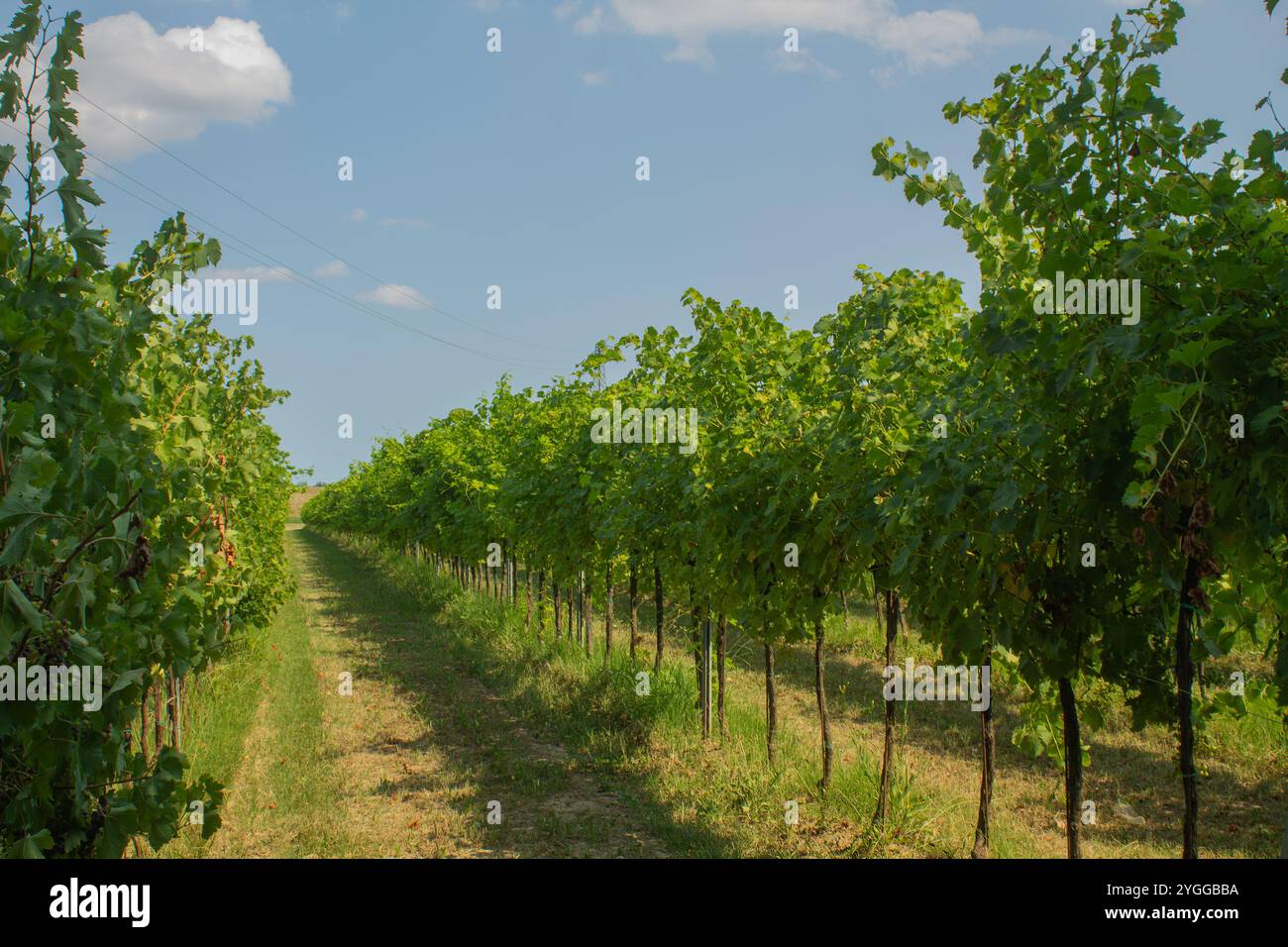 Grape trees and vines and bushes with green grape leaves and branches ...