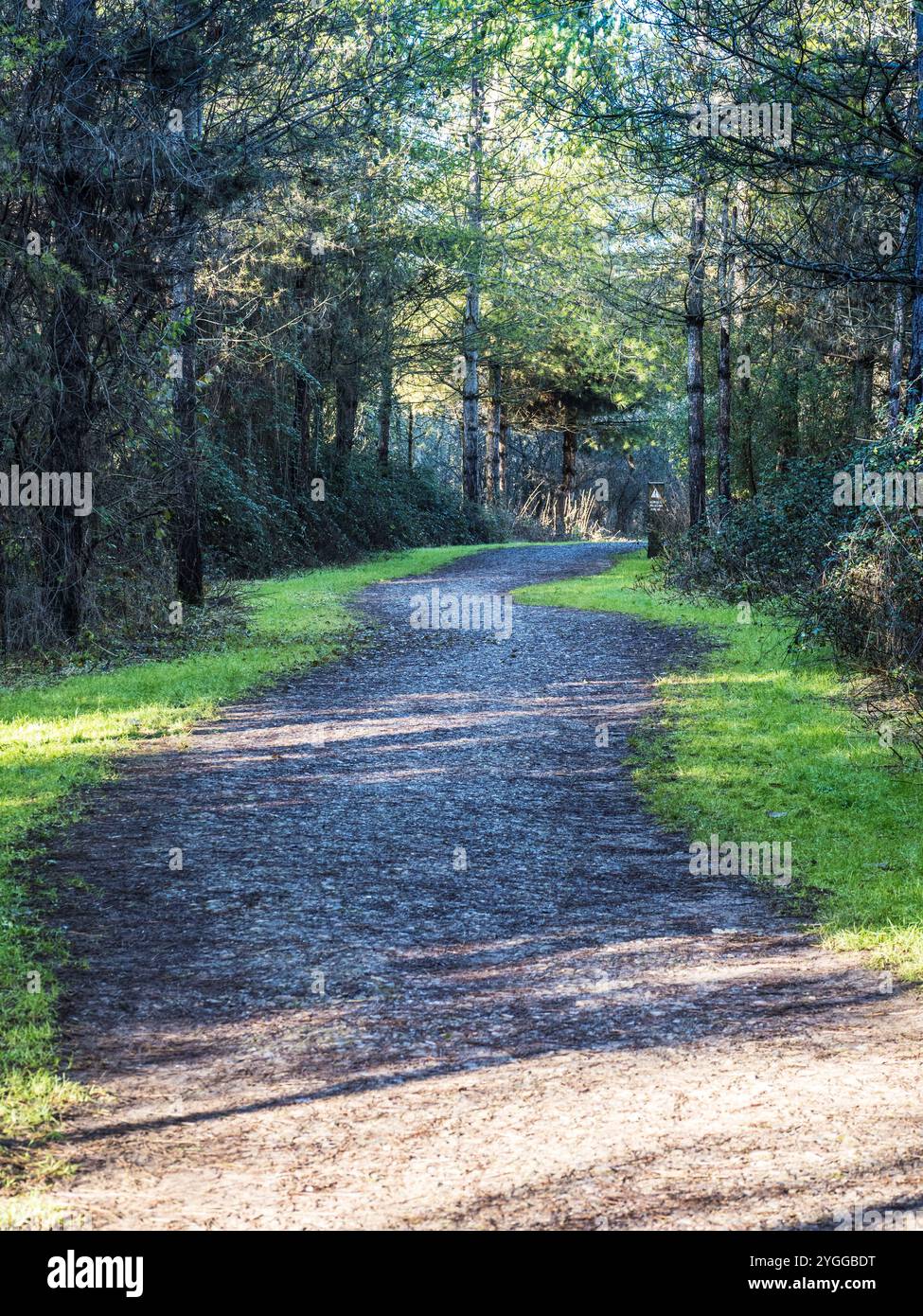 Dappled sunlight through winter trees in Nightingale Wood in Wiltshire ...