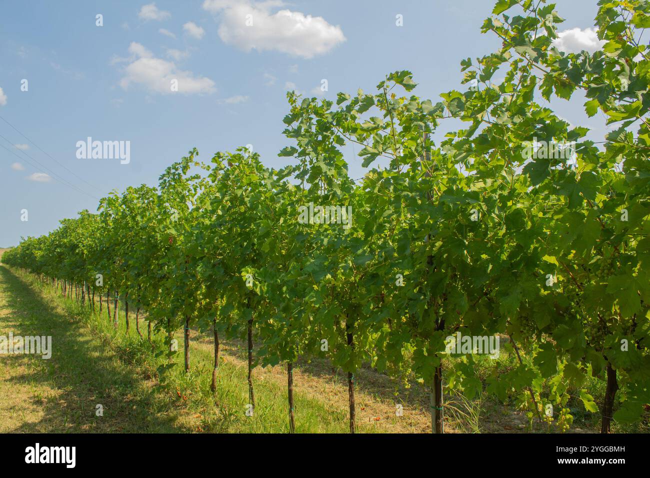 Grape trees and vines and bushes with green grape leaves and branches ...