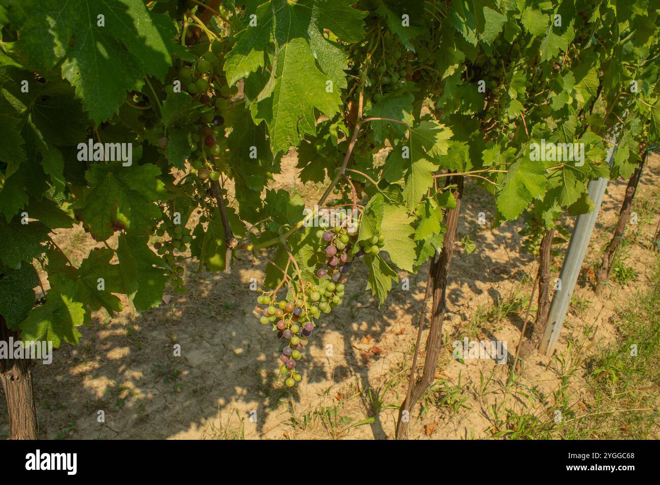 Grape trees and vines and bushes with green grape leaves and branches ...