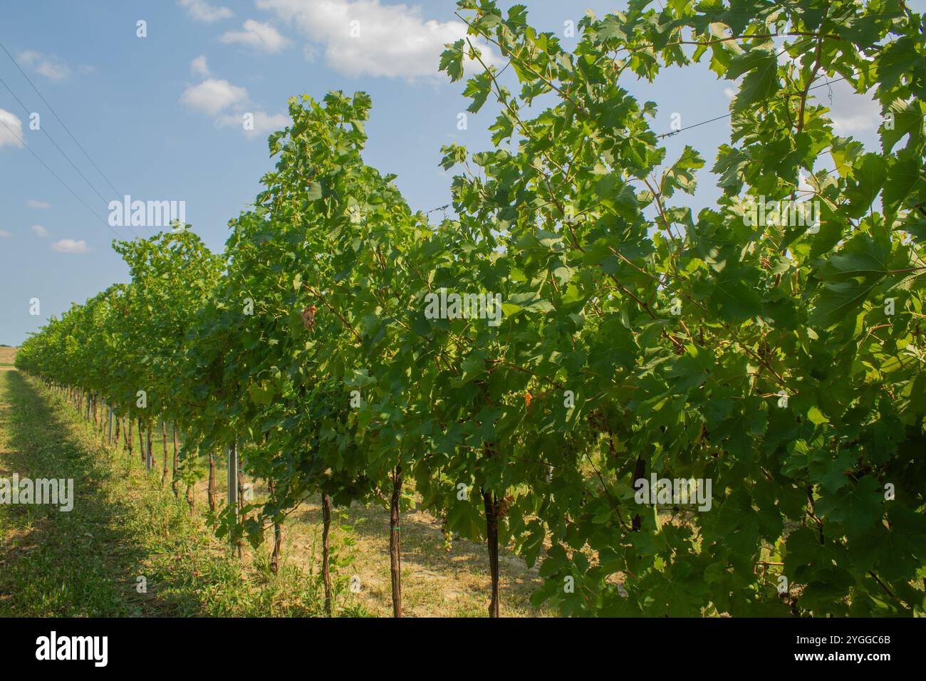 Grape trees and vines and bushes with green grape leaves and branches ...