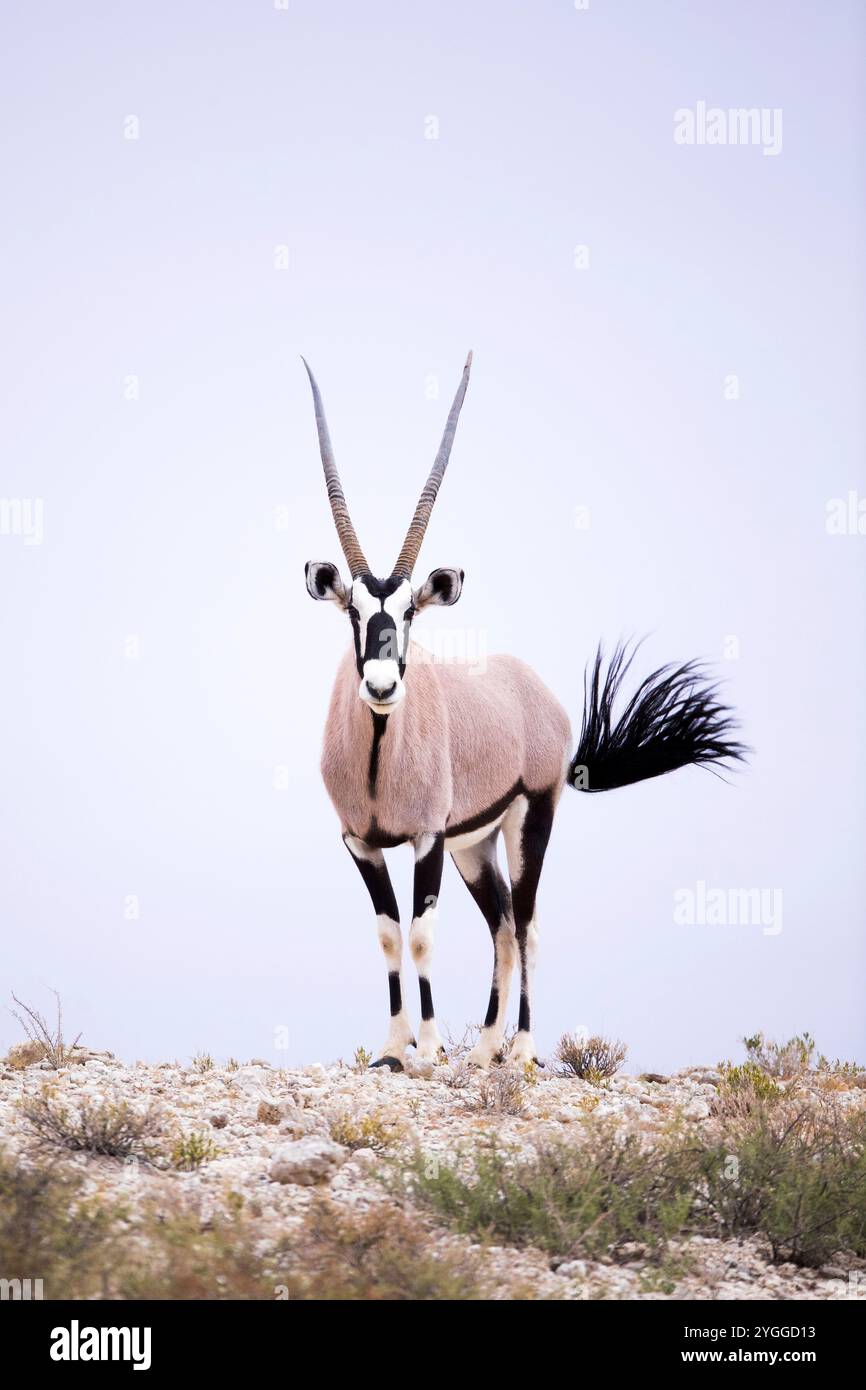 Kgalagadi gemsbok park hi-res stock photography and images - Alamy