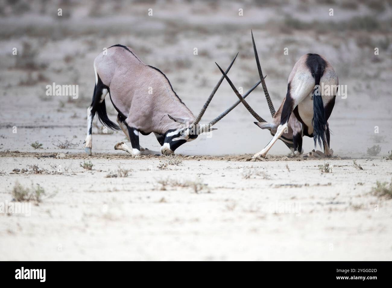 Kgalagadi gemsbok park hi-res stock photography and images - Alamy