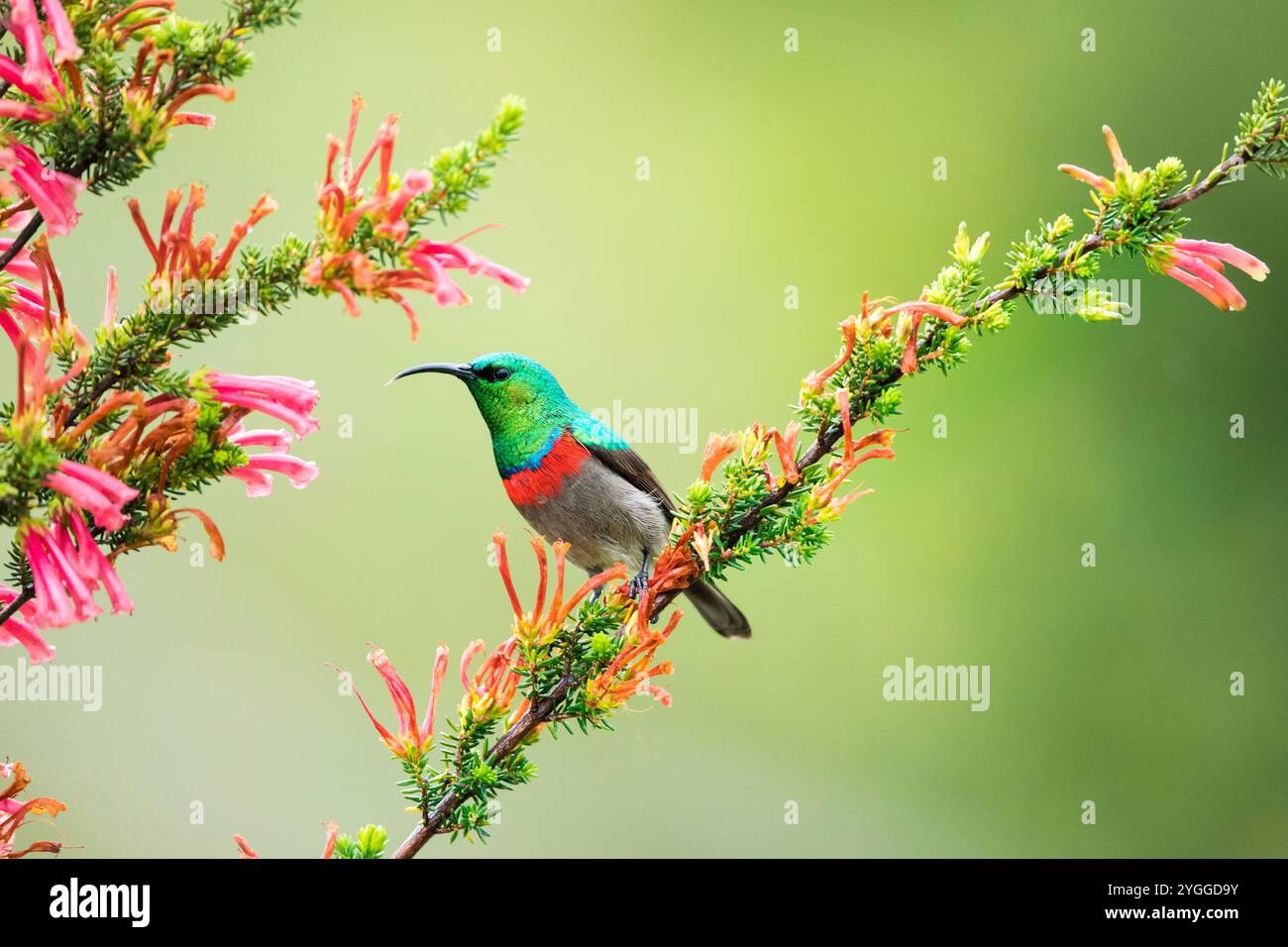 Southern Double-collared Sunbird, Garden Route, South Africa Stock ...