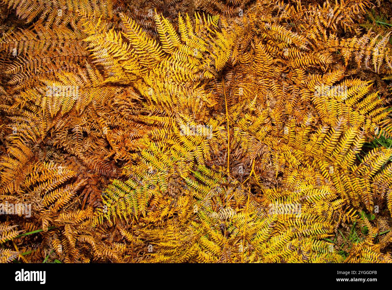 A highly aggressive and invasive member of the fern family, Bracken can ...