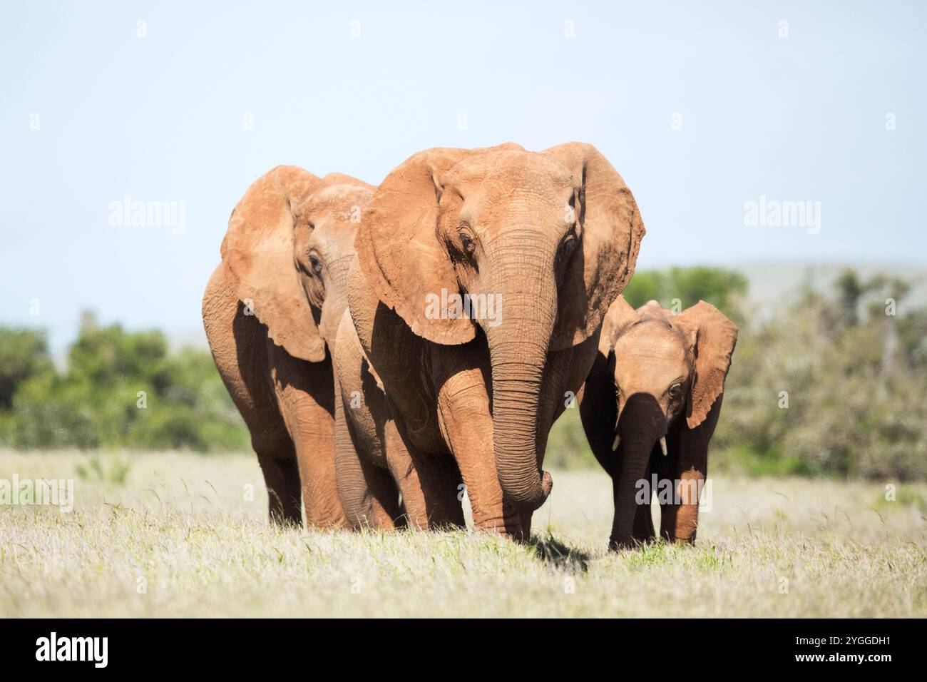 Elephants, Addo Elephant National Park, South Africa Stock Photo - Alamy