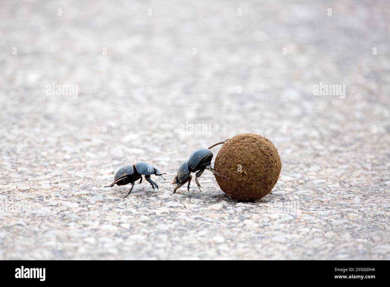 Dung Beetle, Addo Elephant National Park, South Africa Stock Photo - Alamy