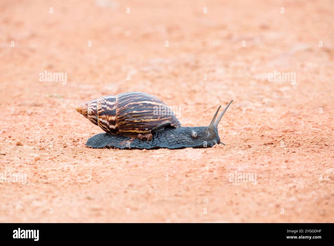 Giant Land Snail, Addo Elephant National Park, South Africa Stock Photo ...