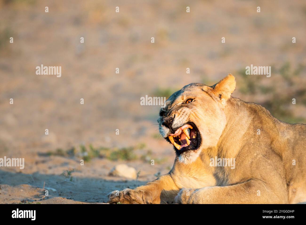 Snarling Lioness, Kgalagadi Transfrontier Park, South Africa Stock ...
