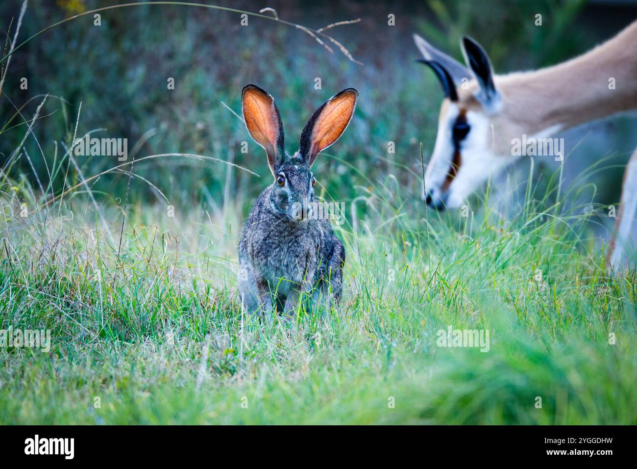 Scrub Hare, Garden Route, South Africa Stock Photo - Alamy