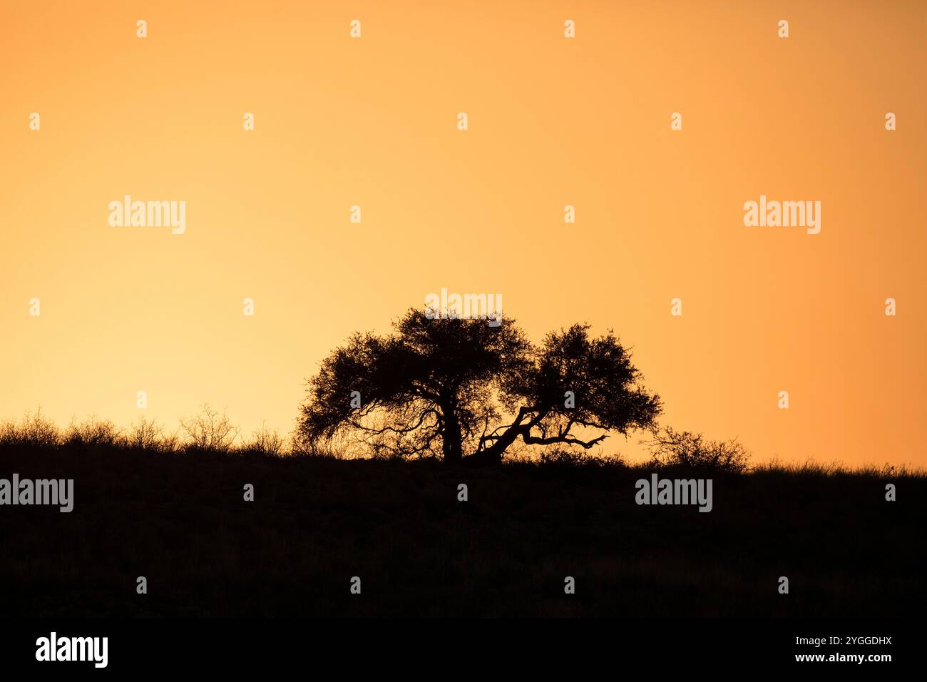 Acacia Tree, Kgalagadi Transfrontier Park, South Africa Stock Photo - Alamy