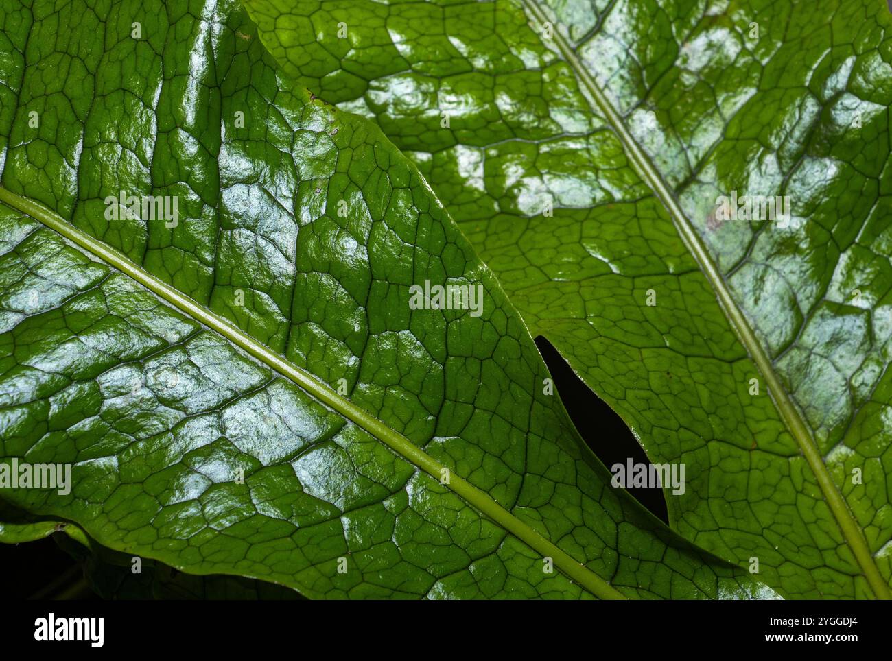 A epiphytic fern native to tropical rainforests of Australia, the ...