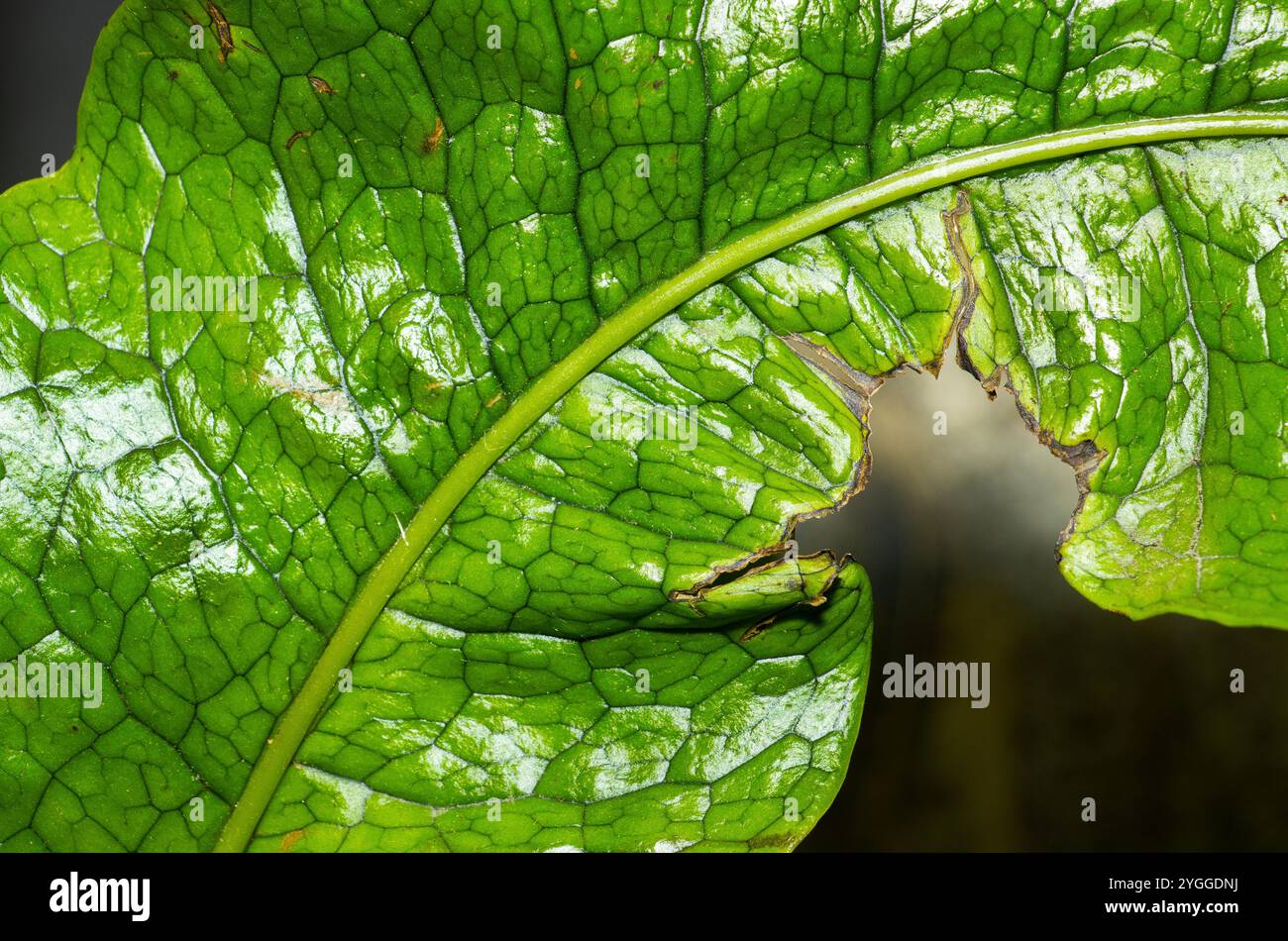 A epiphytic fern native to tropical rainforests of Australia, the ...