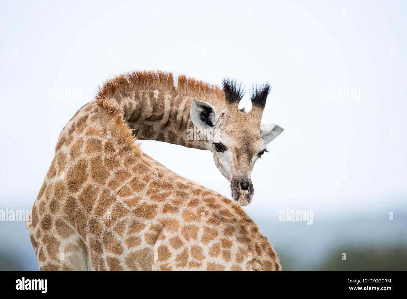 Giraffe looking back, Isimangaliso Wetland Park, South Africa Stock ...