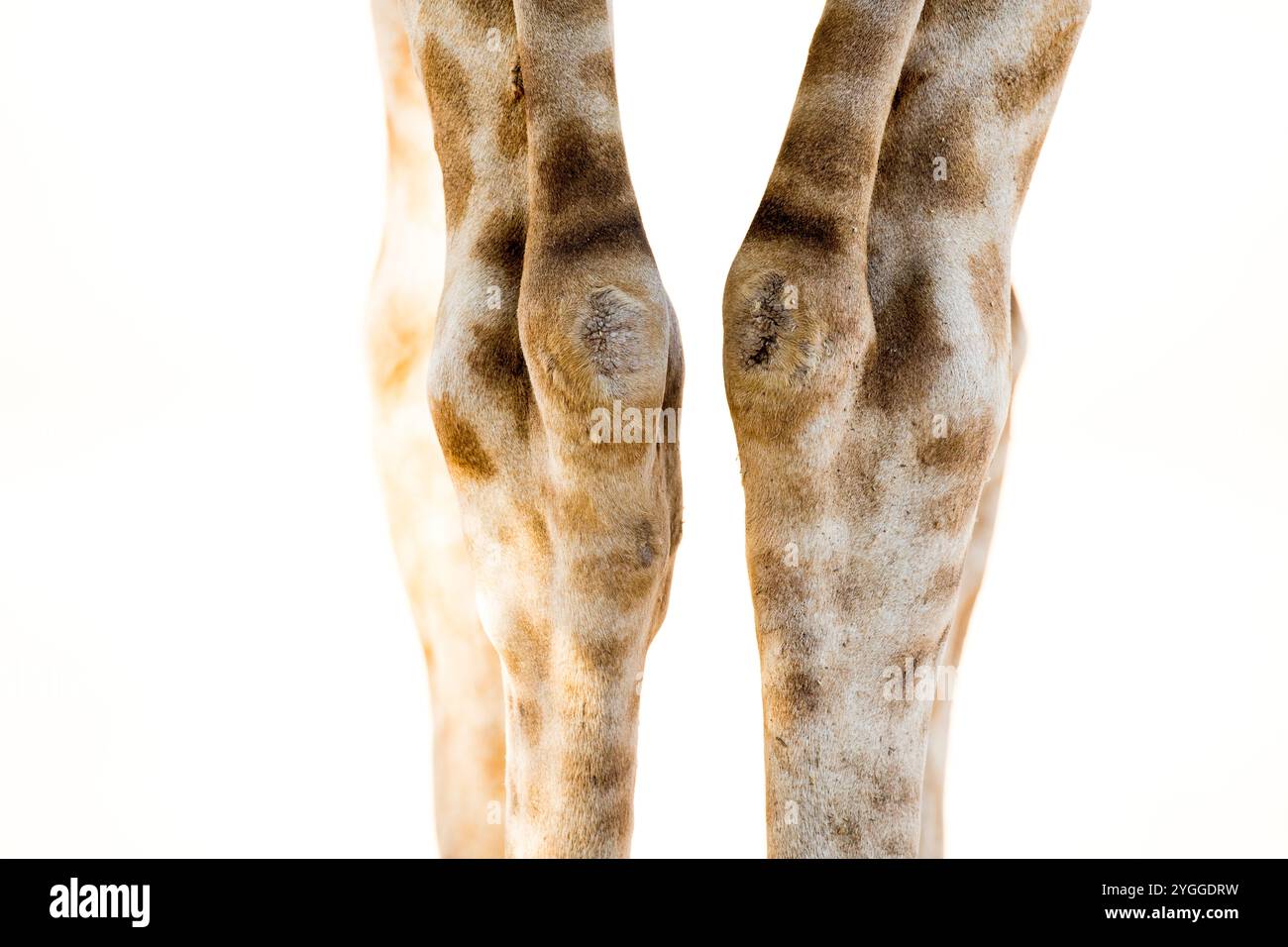 Giraffe legs, Kgalagadi Transfrontier Park, South Africa Stock Photo ...