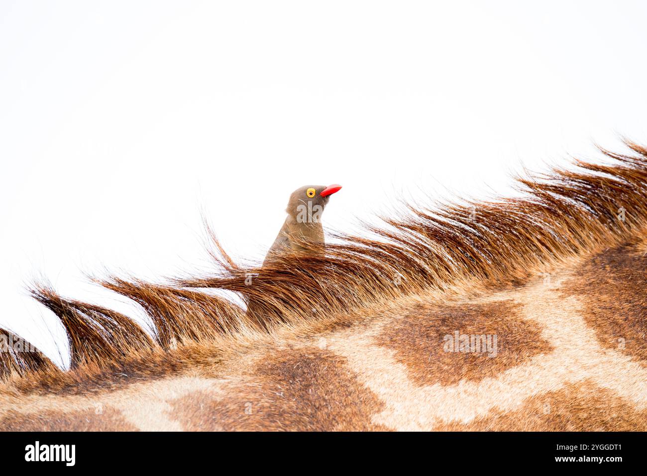Red-billed Oxpecker on giraffe, Itala, Douth Africa Stock Photo - Alamy