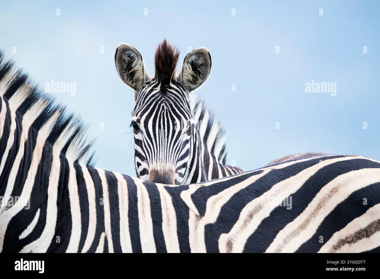 Itala game reserve hi-res stock photography and images - Alamy