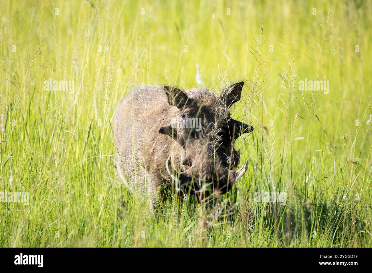 Warthog in tall grass, Itala Game Reserve, South Africa Stock Photo - Alamy
