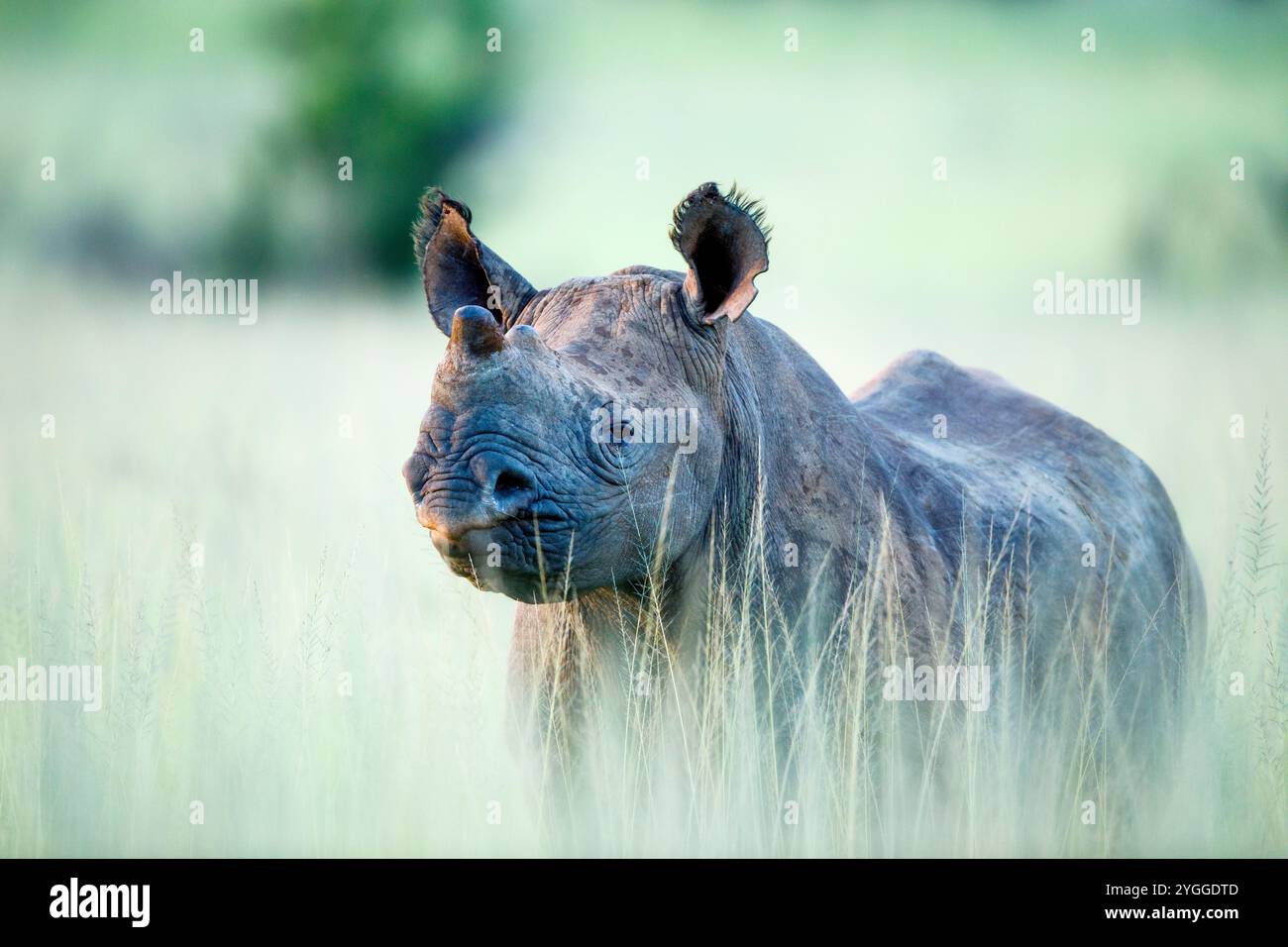 Black Rhino, Itala Game Reserve, South Africa Stock Photo - Alamy