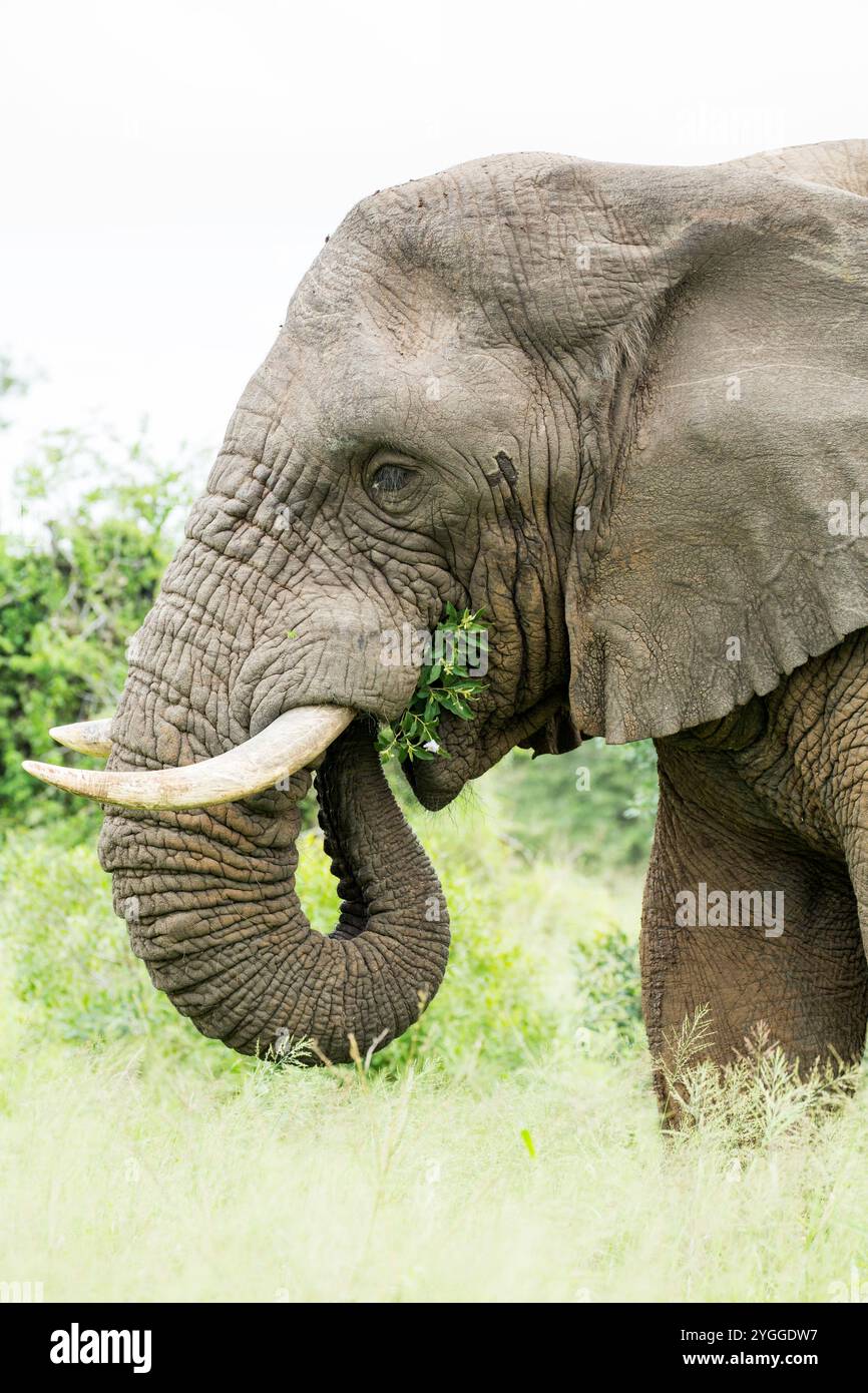 Elephant bull profile, Isimangaliso Wetland Park, South Africa Stock ...