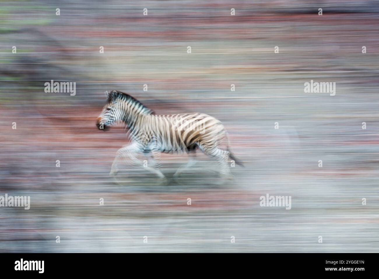 Zebra running, Kruger National Park, South Africa Stock Photo - Alamy