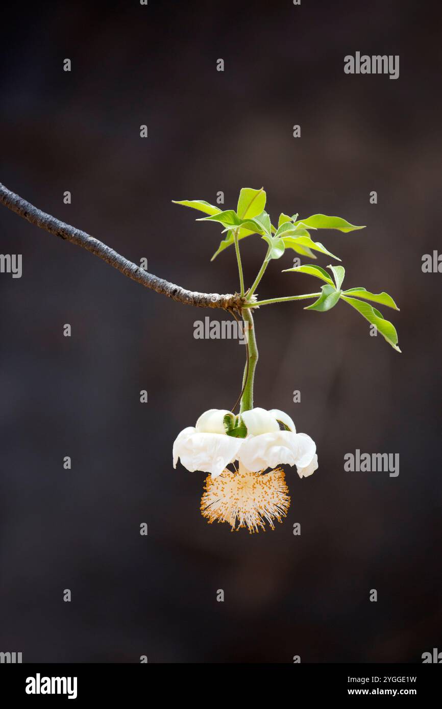 Baobab Tree Flower, Mapungubwe National Park, South Africa Stock Photo ...