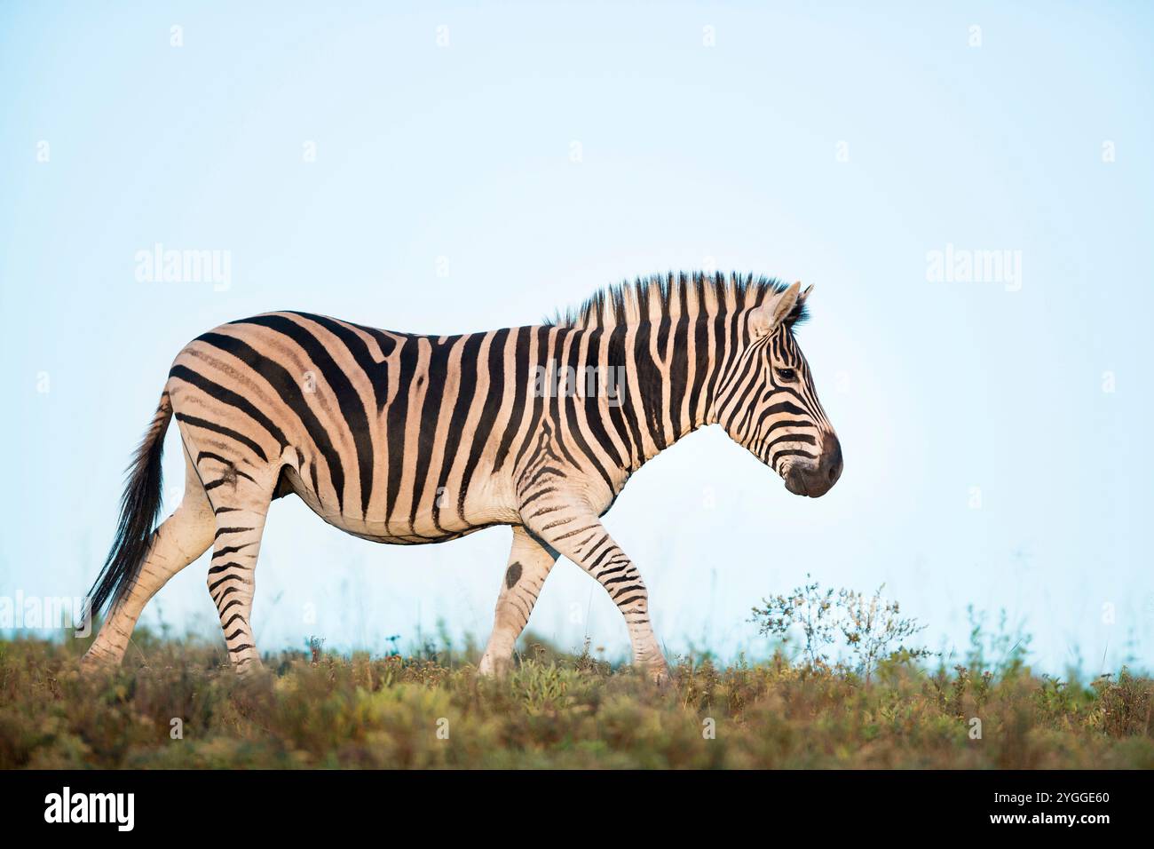 Zebra, Itala Game Reserve, South Africa Stock Photo - Alamy