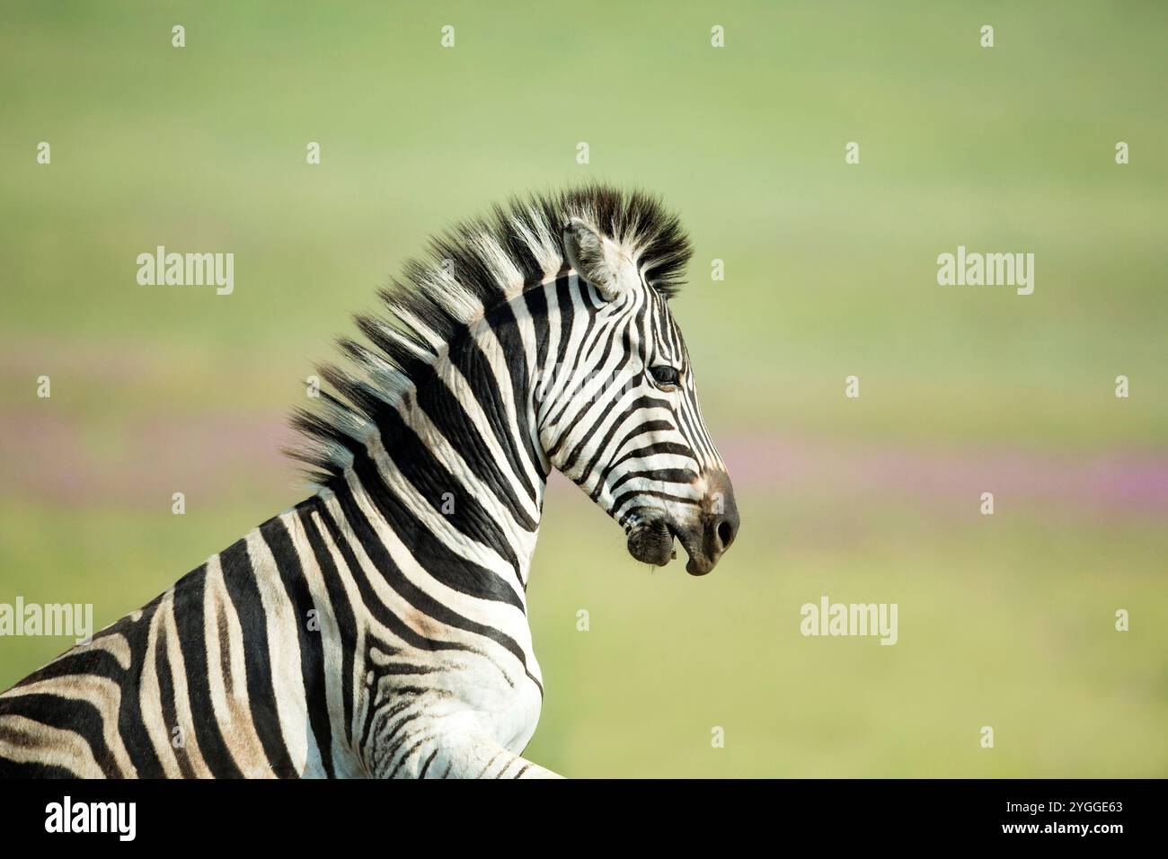 Zebra profile, Rietvlei Nature Reserve, South Africa Stock Photo - Alamy