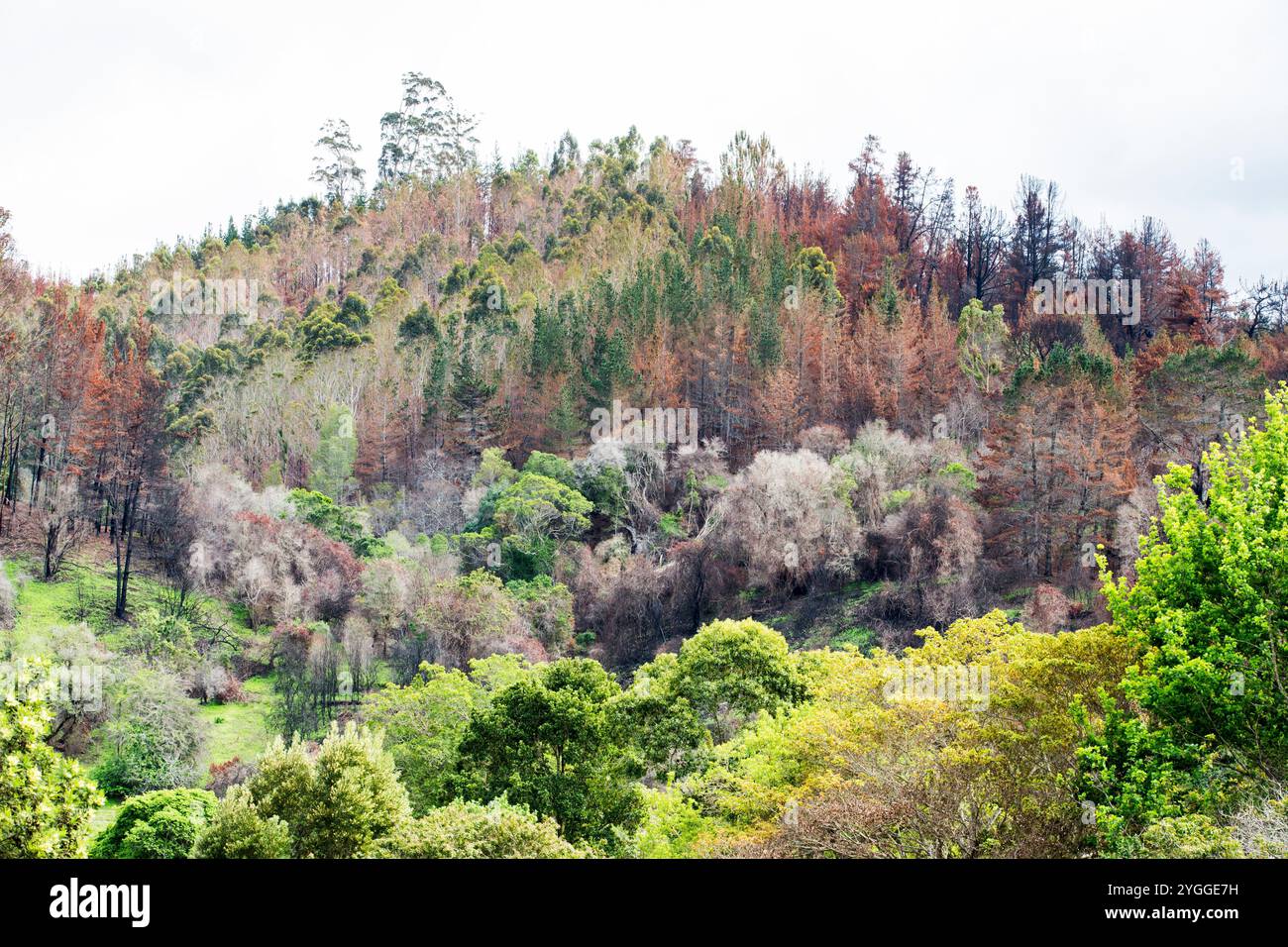 Burnt forest regrowth hi-res stock photography and images - Alamy