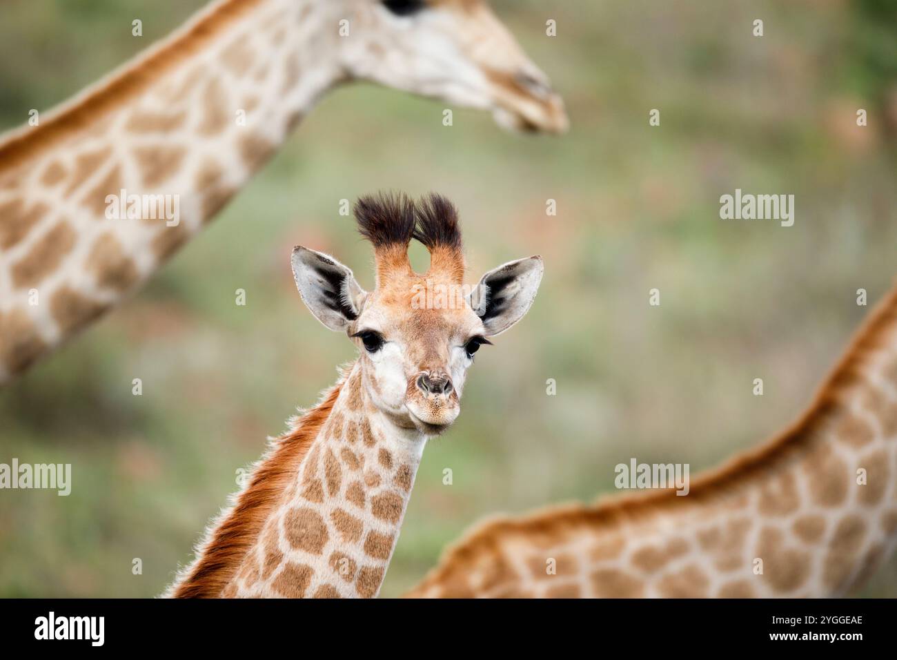 Baby giraffe looking hi-res stock photography and images - Alamy