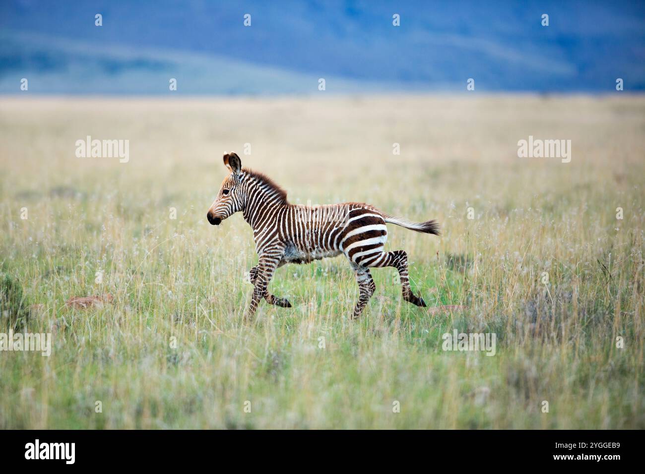 Mountian Zebra calf running, Mountain Zebra National Park, South Africa Stock Photo - Alamy