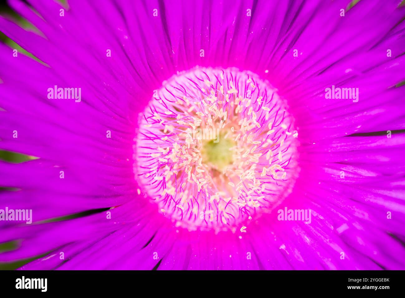 Sour Fig flower, Garden Route, South Africa Stock Photo - Alamy