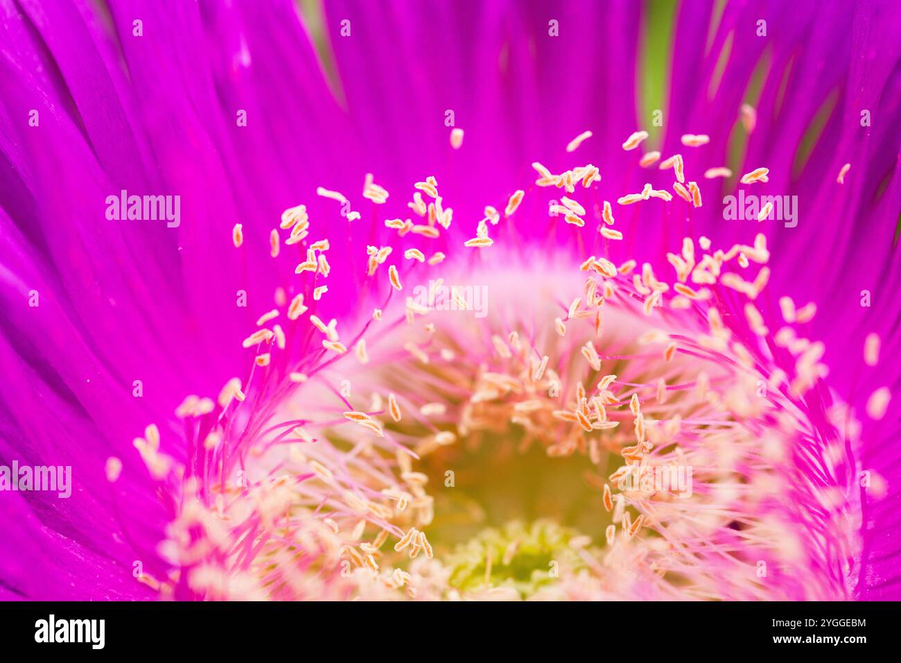 Sour Fig flower, Garden Route, South Africa Stock Photo - Alamy