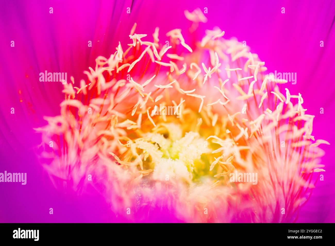 Sour Fig flower, Garden Route, South Africa Stock Photo - Alamy