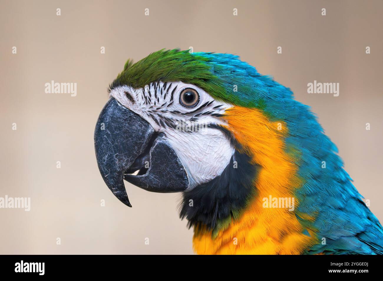 vibrant Ara macaw portrait, showcasing brilliant green, blue, and yellow feathers with striking ...
