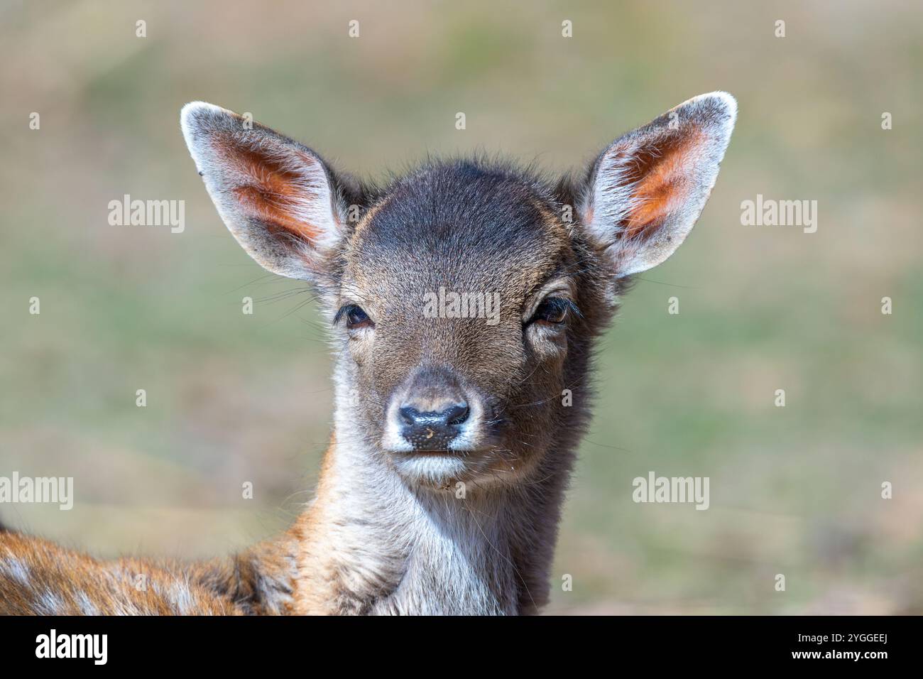 fallow deer calf portrait (Dama dama), details on hair and ears Stock ...