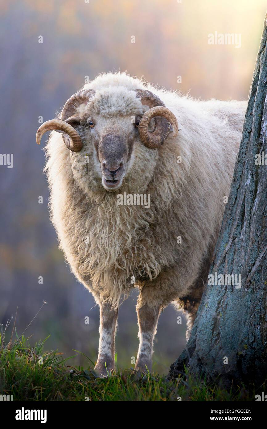 majestic ram standing in golden light, showcasing powerful horns and ...