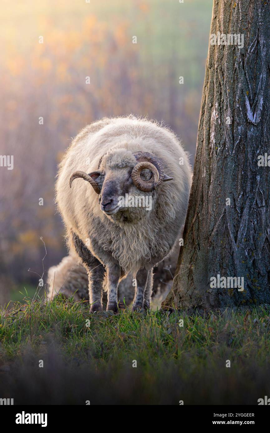 Robust ram hi-res stock photography and images - Alamy