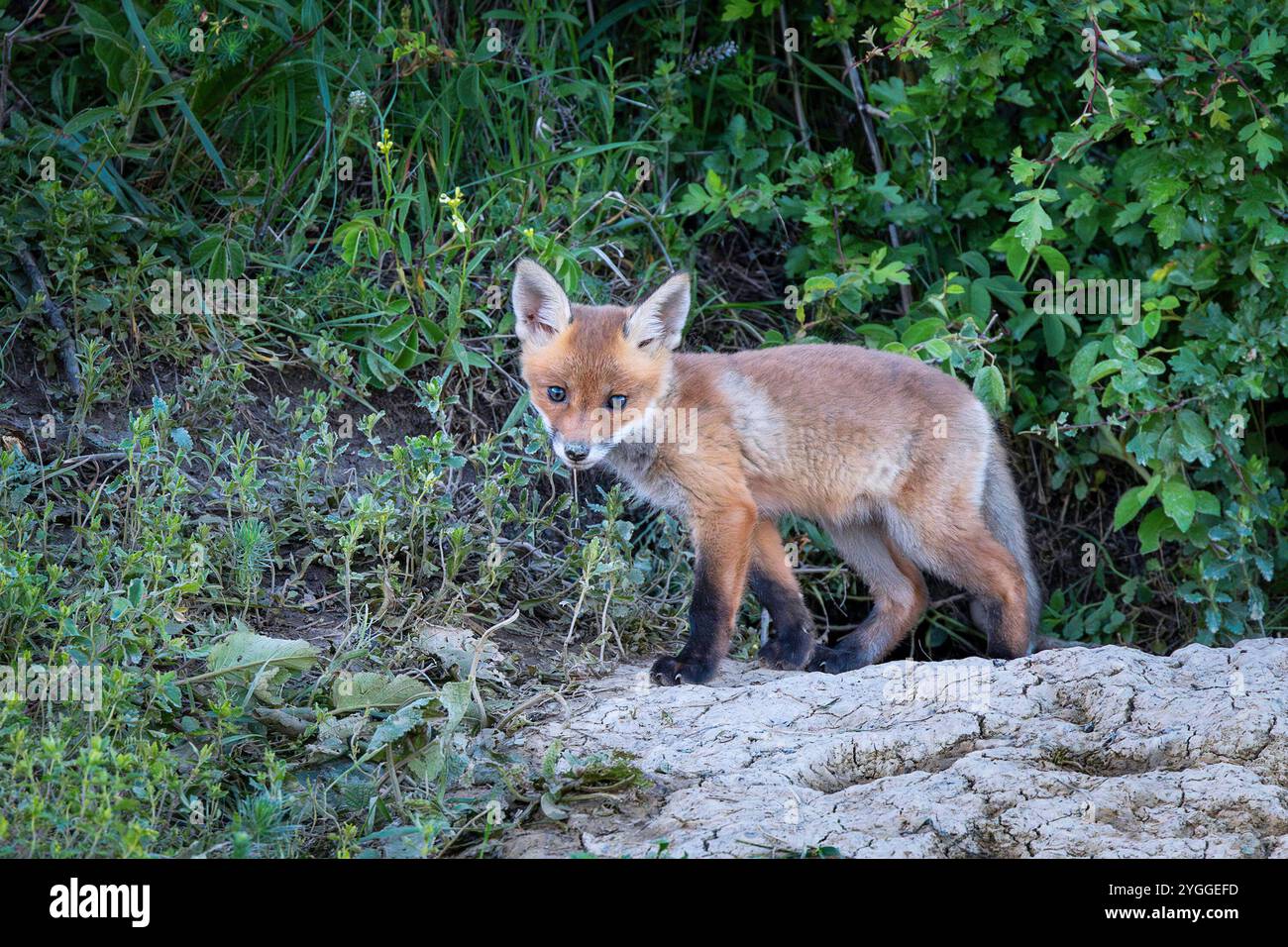 Red fox vulpes cub hi-res stock photography and images - Alamy