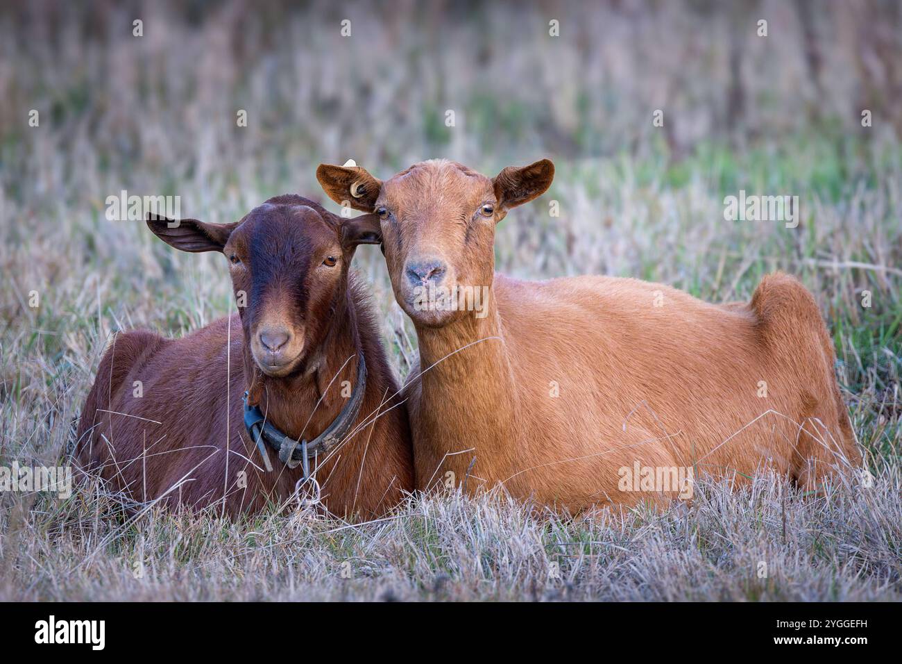 two cute brown goats standing together on meadow near the farm Stock ...
